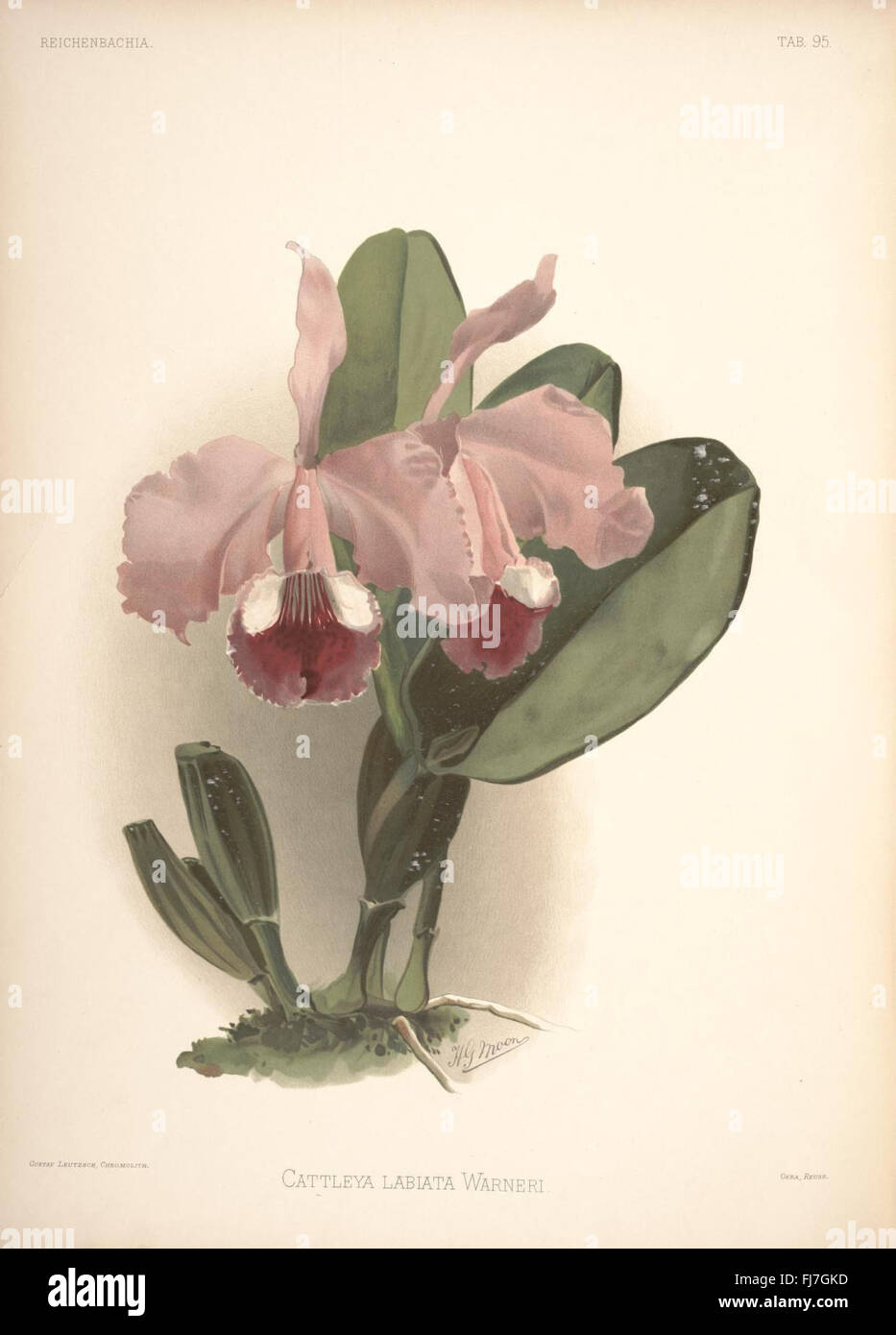 An important botanical work on orchids, cataloging the diversity of ...