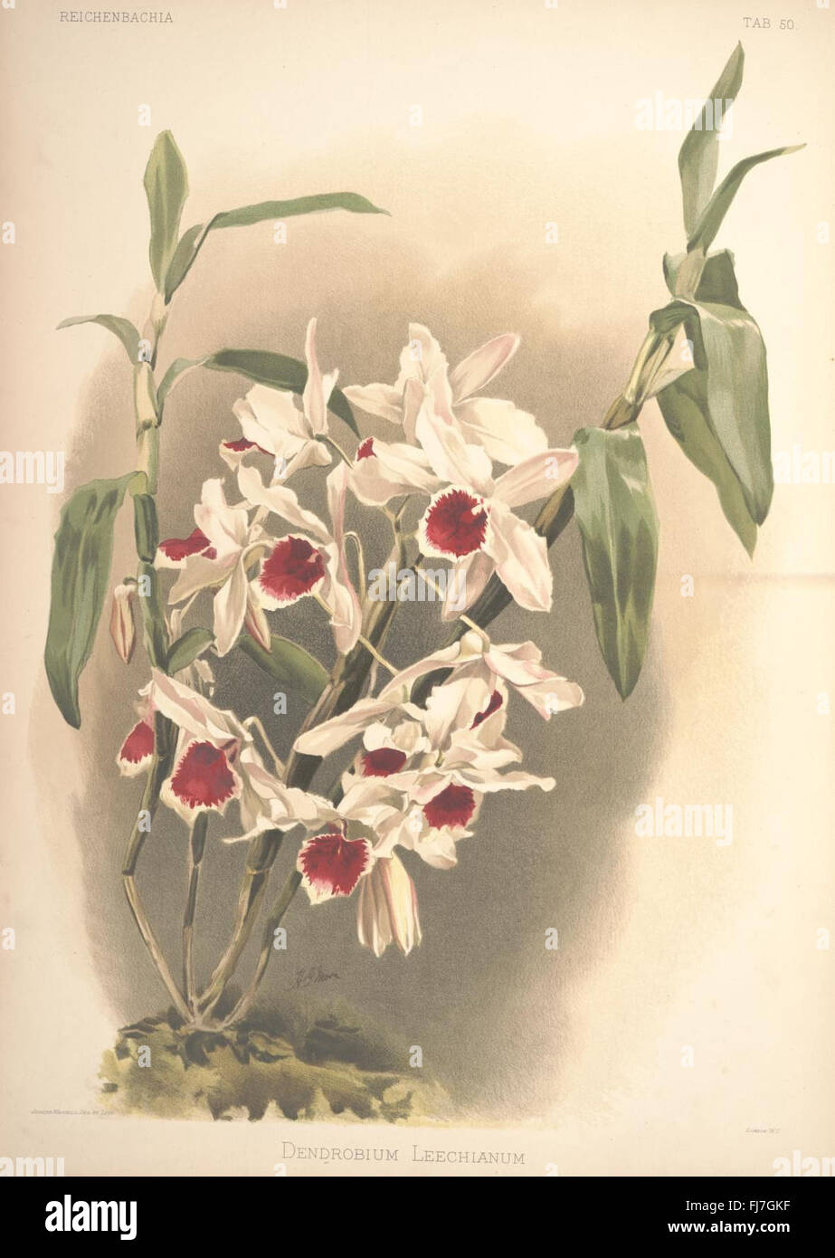 Reichenbachia, Orchidaceae, Missouri Botanical Garden, Peter H. Raven ...