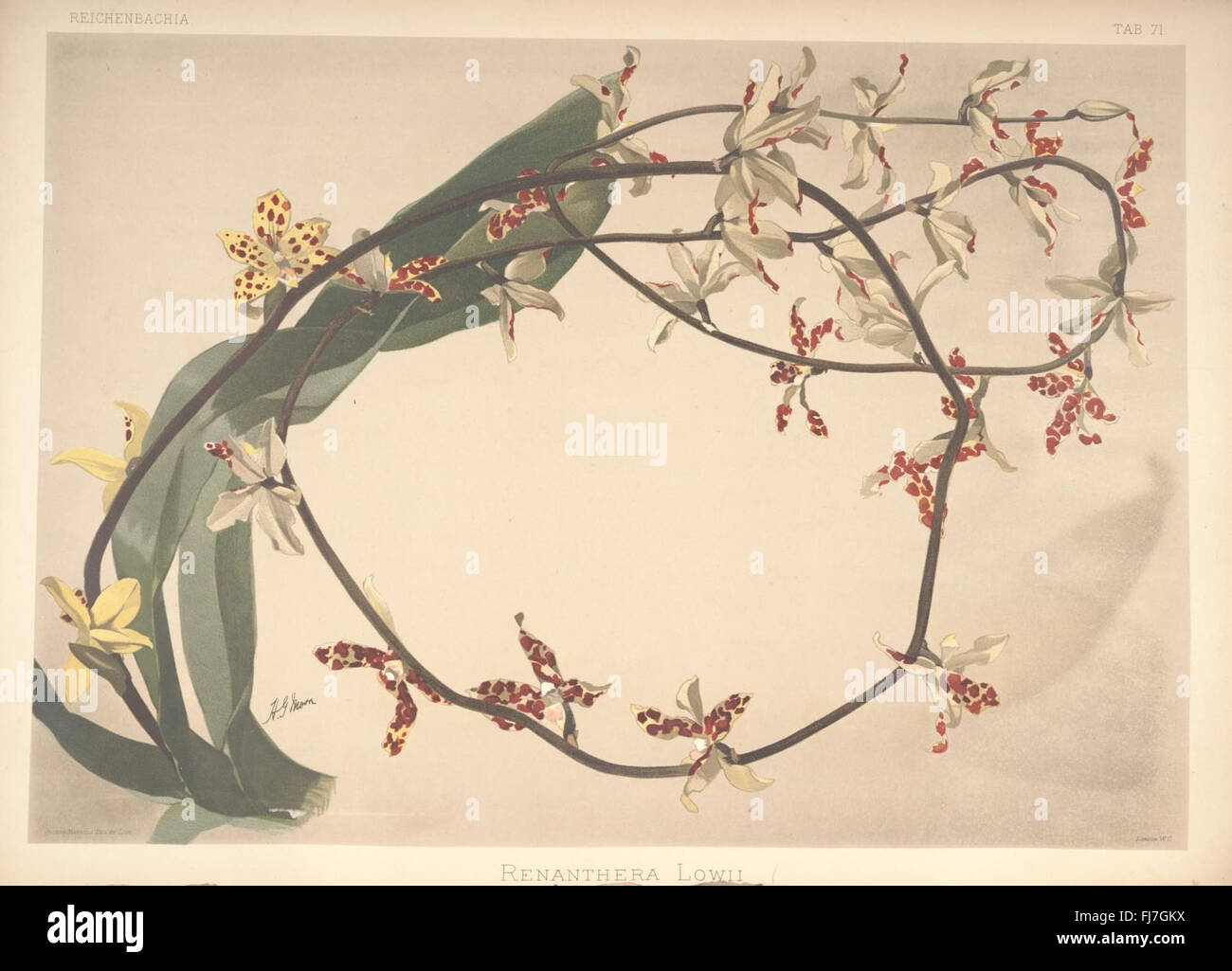 An illustrated study on orchids from the Orchidaceae family, showcasing ...