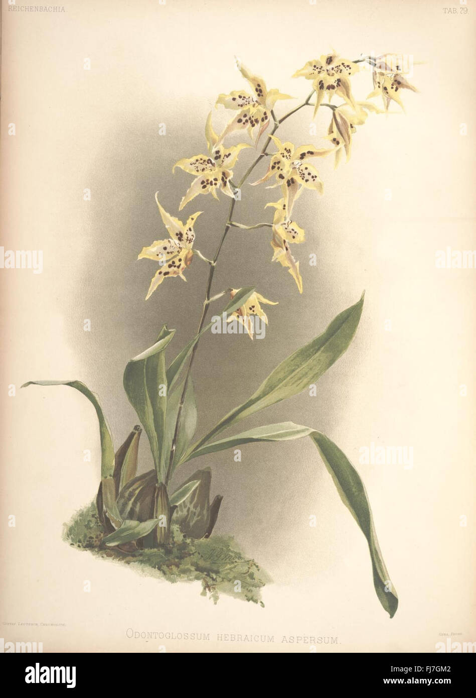 Reichenbachia, Orchids, Botanical Research, Orchidaceae, Botanical ...