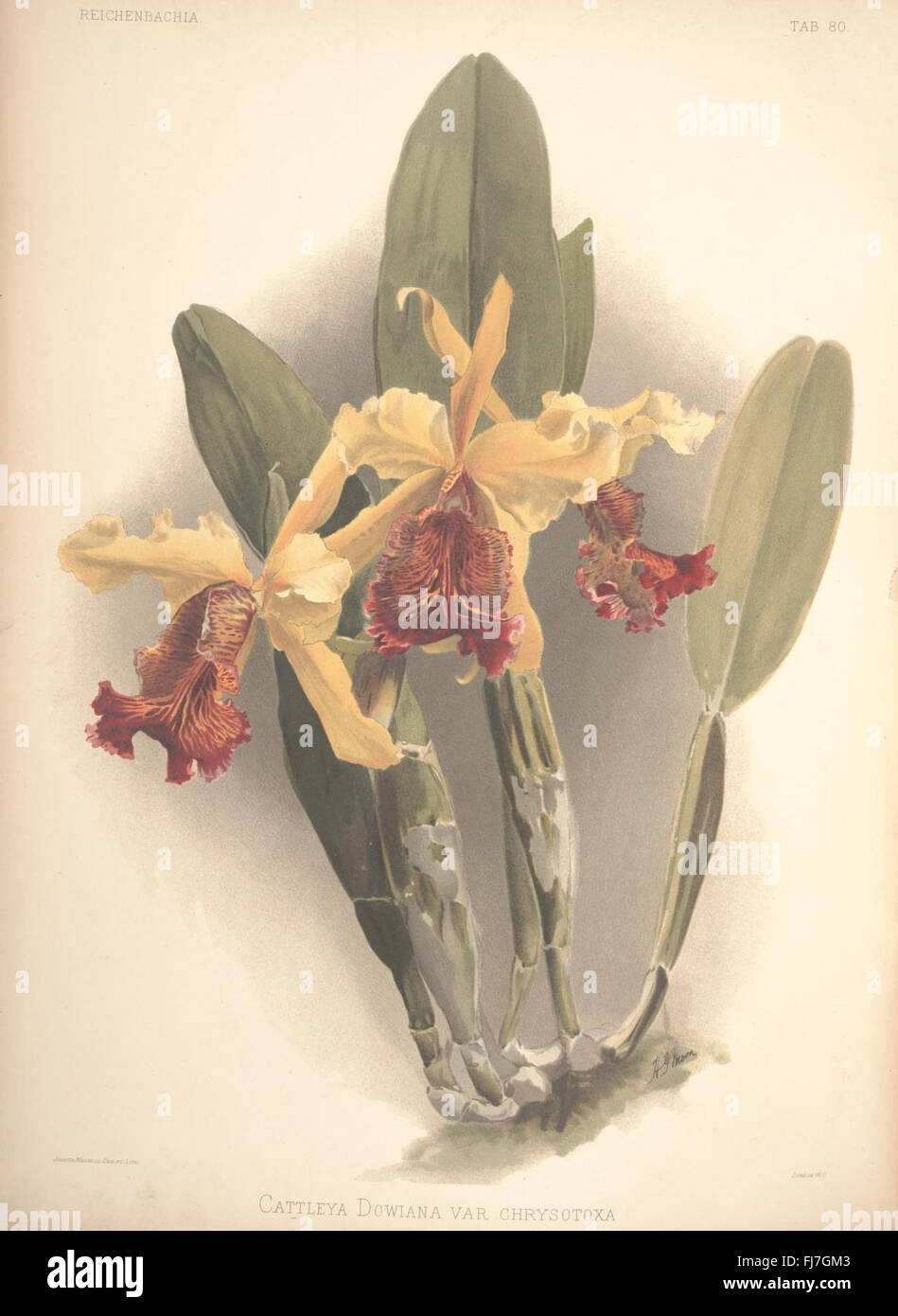 Reichenbachia, Missouri Botanical Garden, Peter H. Raven Library ...