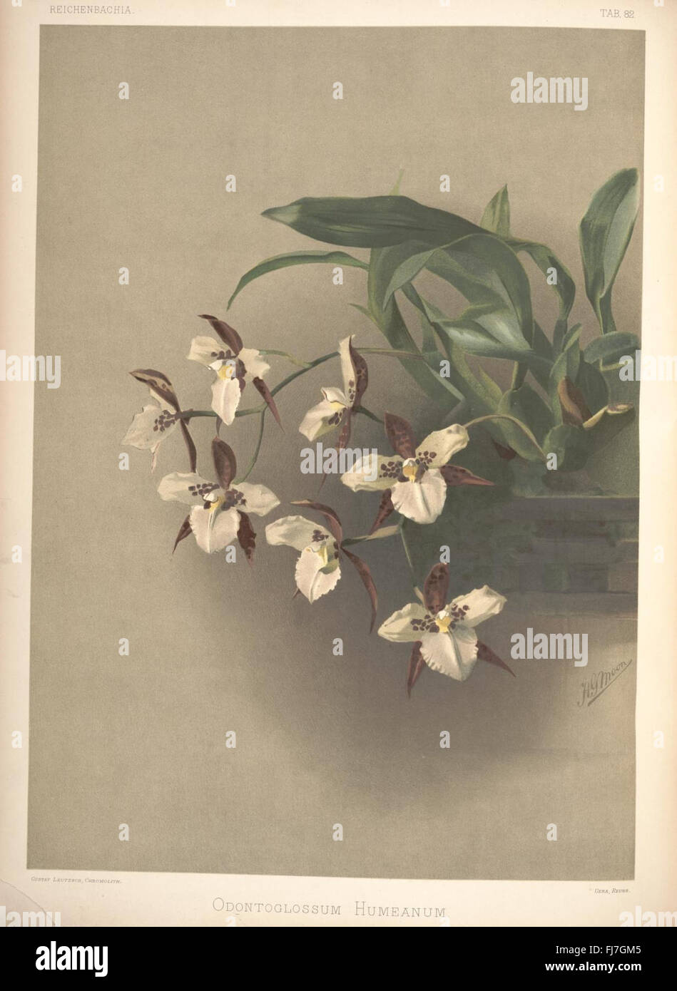 Orchidaceae, orchids, Missouri Botanical Garden, Peter H. Raven Library ...