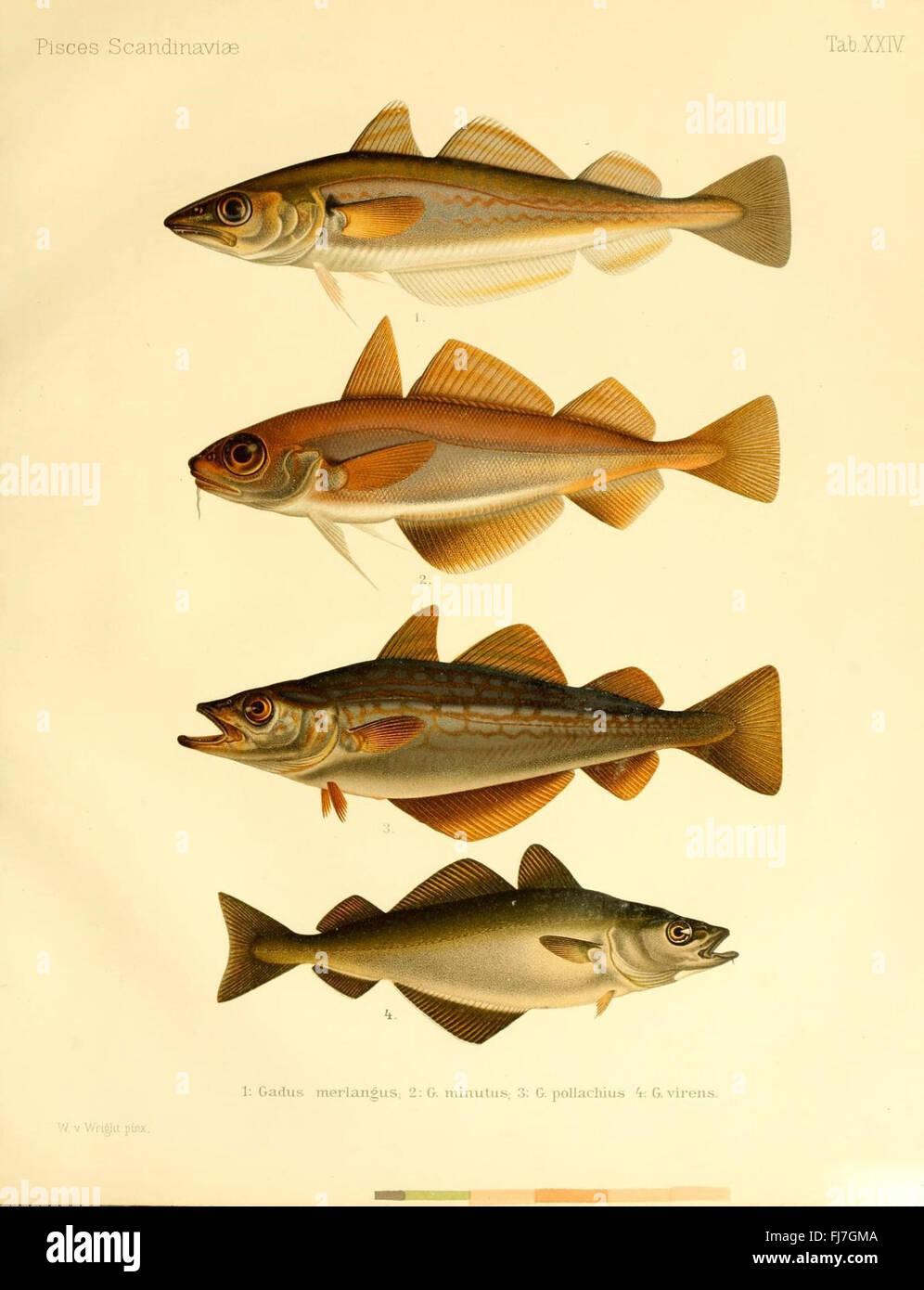 A historical study of fish species native to Scandinavia, with an ...