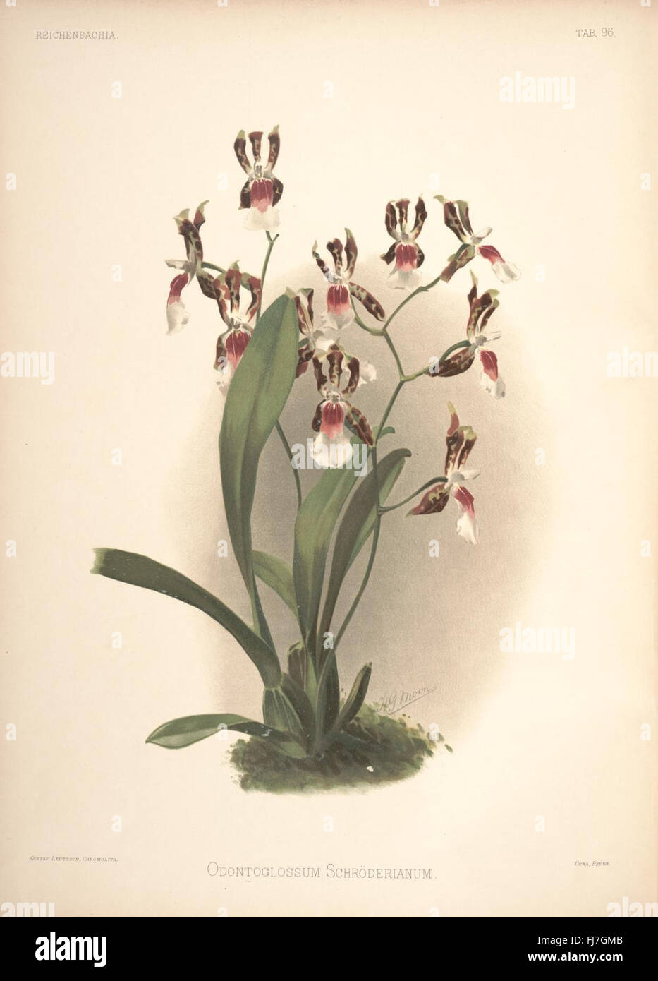 Reichenbachia, orchids, botanical research, orchidaceae, orchid ...