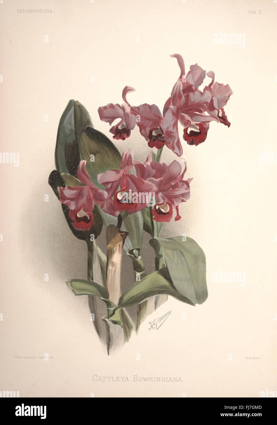 Heinrich Gustav, Orchids, Botanical works, Missouri Botanical Garden ...