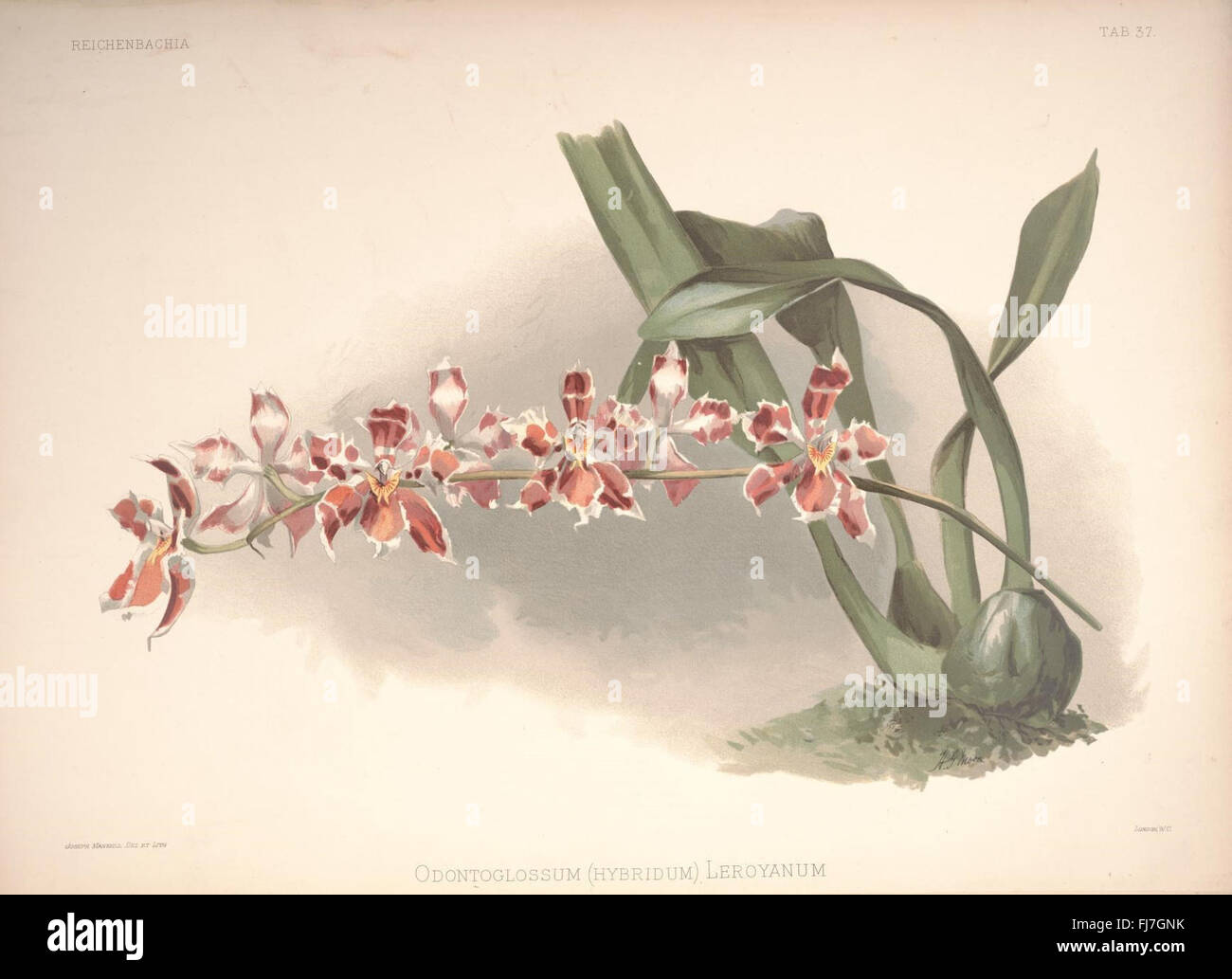 (Heinrich Gustav), 1824-1889, Missouri Botanical Garden, Peter H. Raven ...