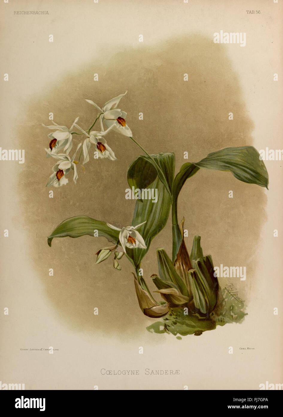 Reichenbachia - Second Series, an 1824-1889 work by Heinrich Gustav ...