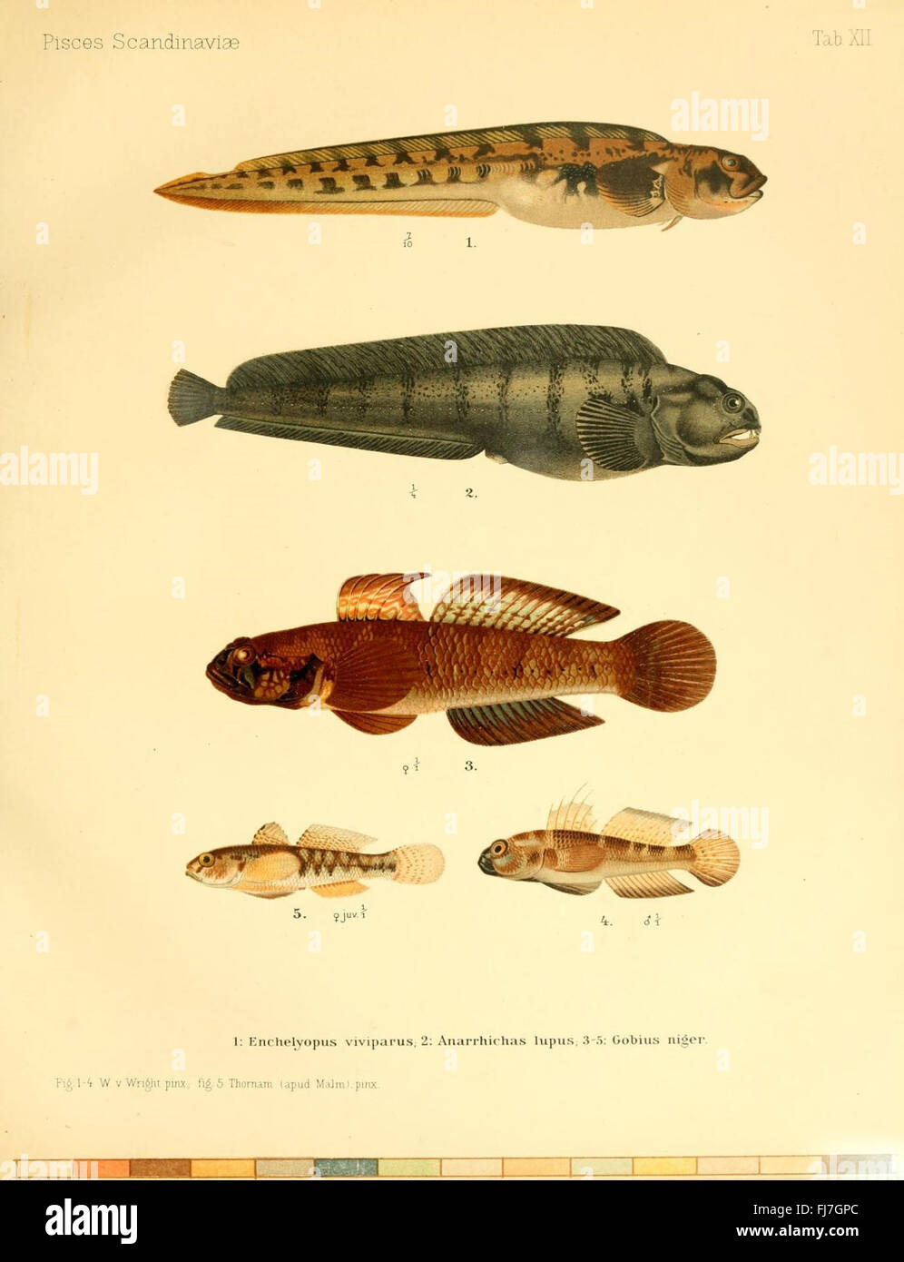 Ernst mayr library scandinavia fishes identification hi-res stock ...