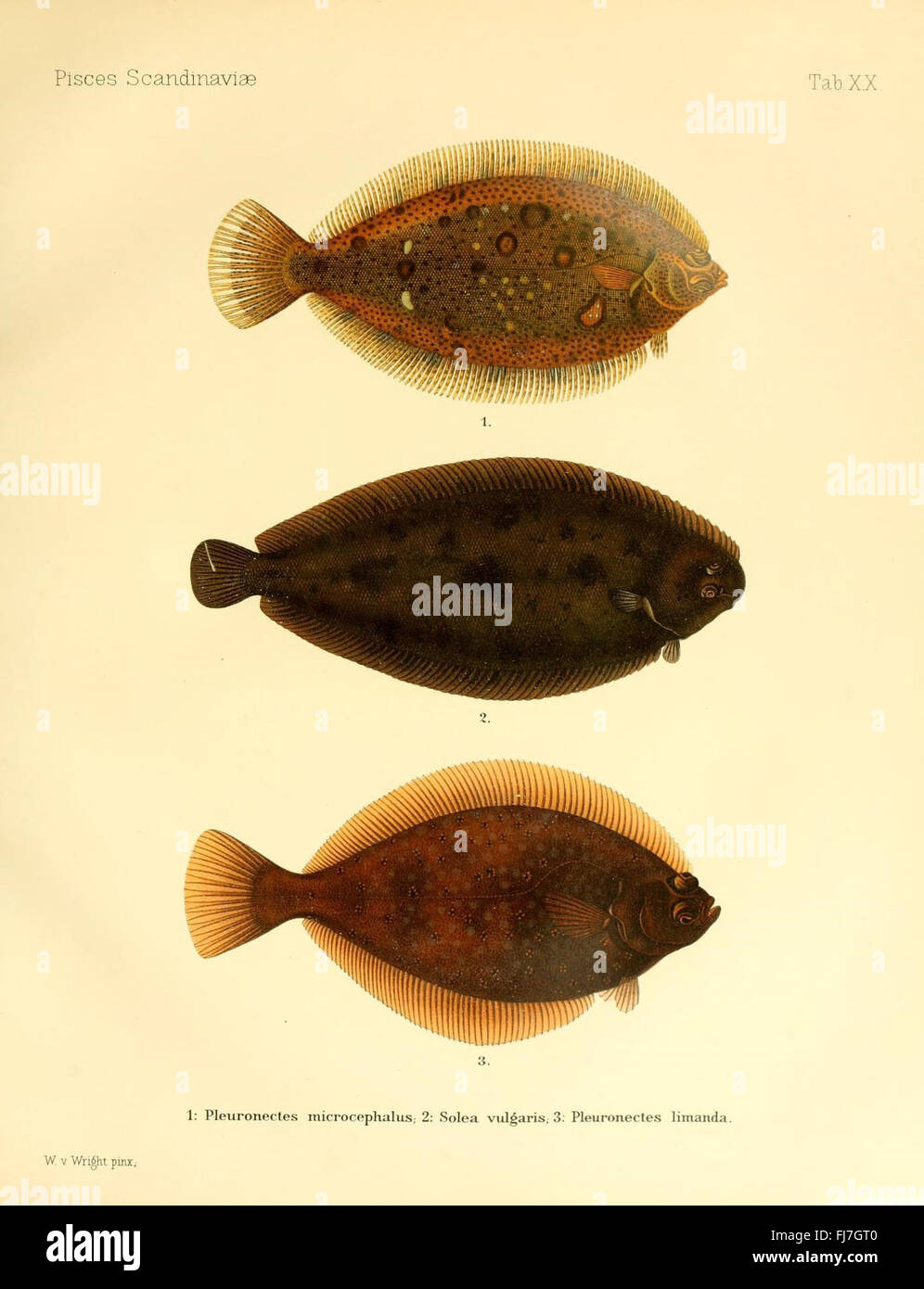 An extensive guide to the fishes of Scandinavia, including detailed ...