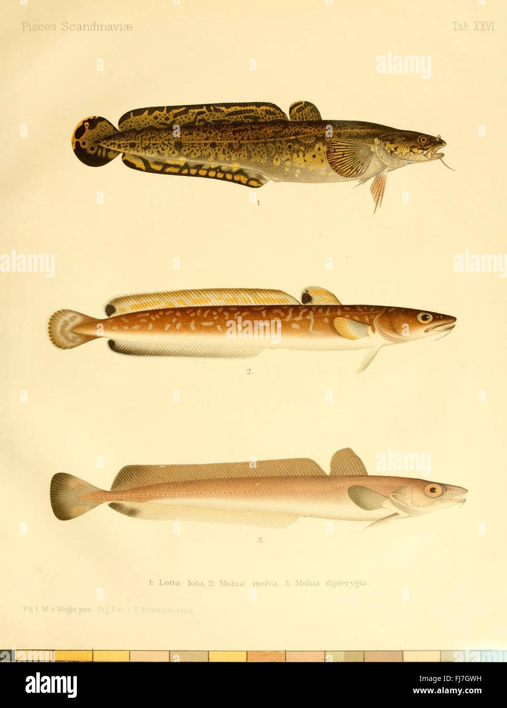 A comprehensive study of fish species found in Scandinavian waters ...