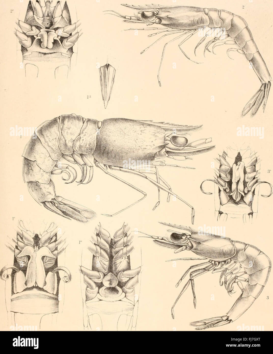 A detailed report documenting the scientific findings of the H.M.S ...