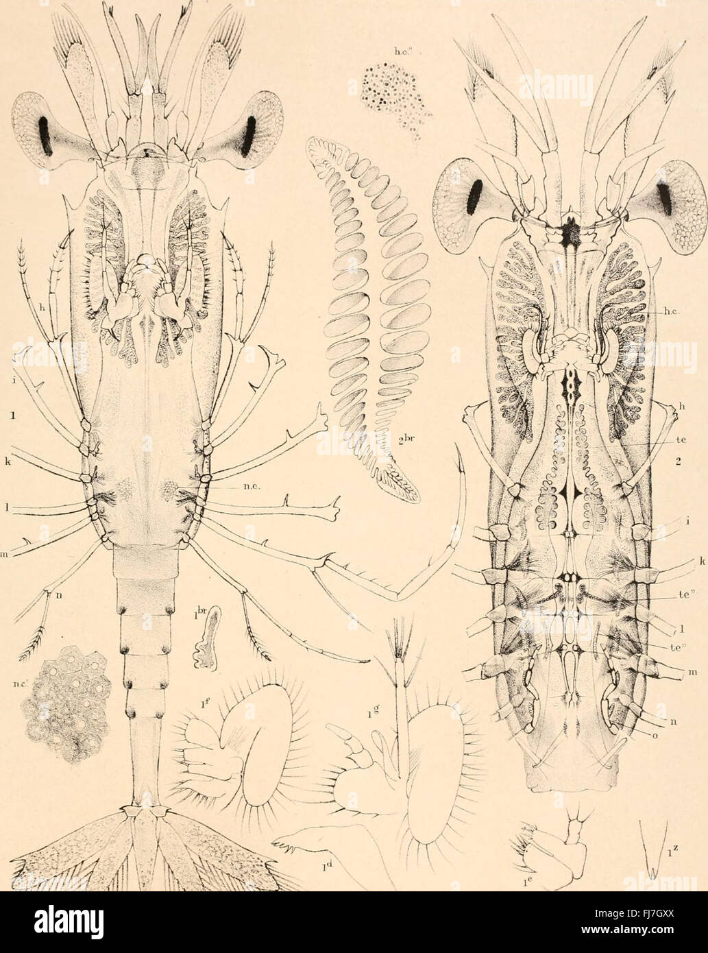 George challenger hi-res stock photography and images - Alamy