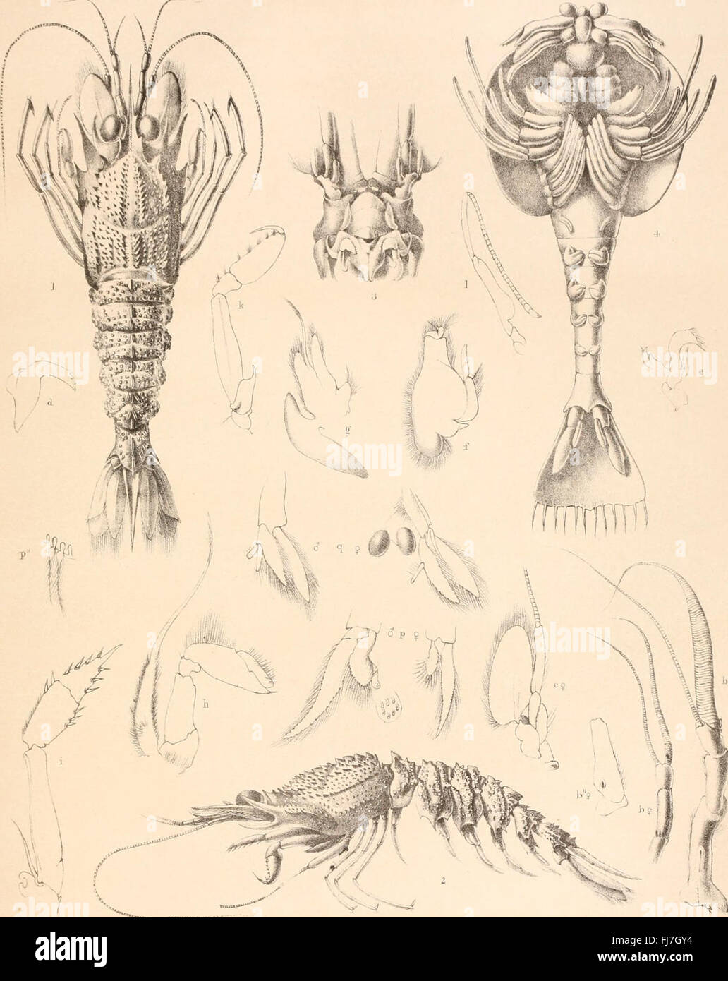 George challenger hi-res stock photography and images - Alamy