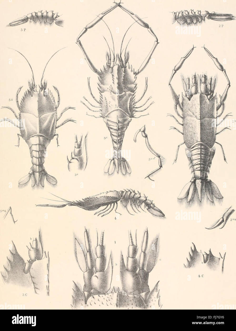 The scientific report on the results of the H.M.S. Challenger's voyage ...