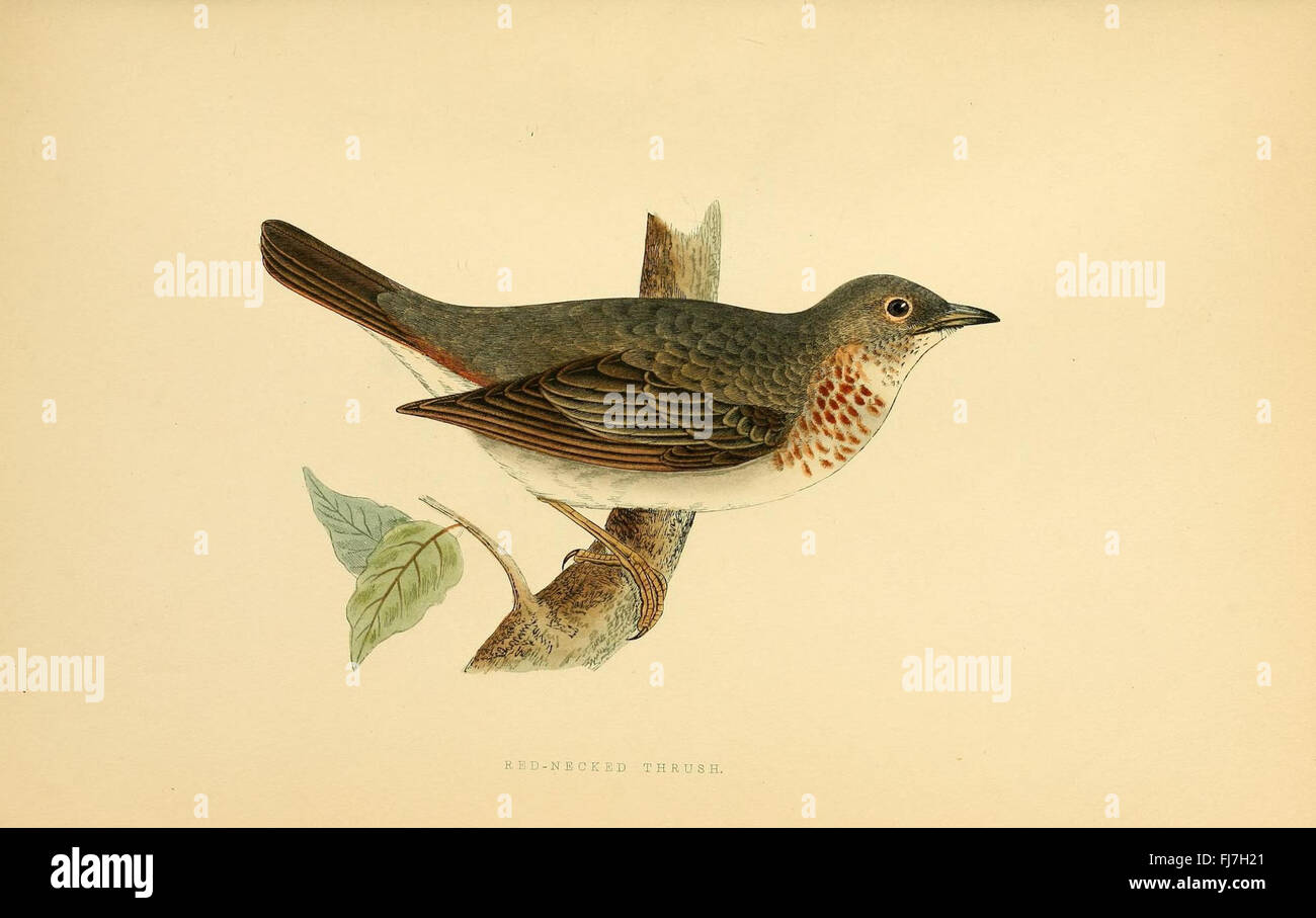 A comprehensive history of European birds, focusing on their ...