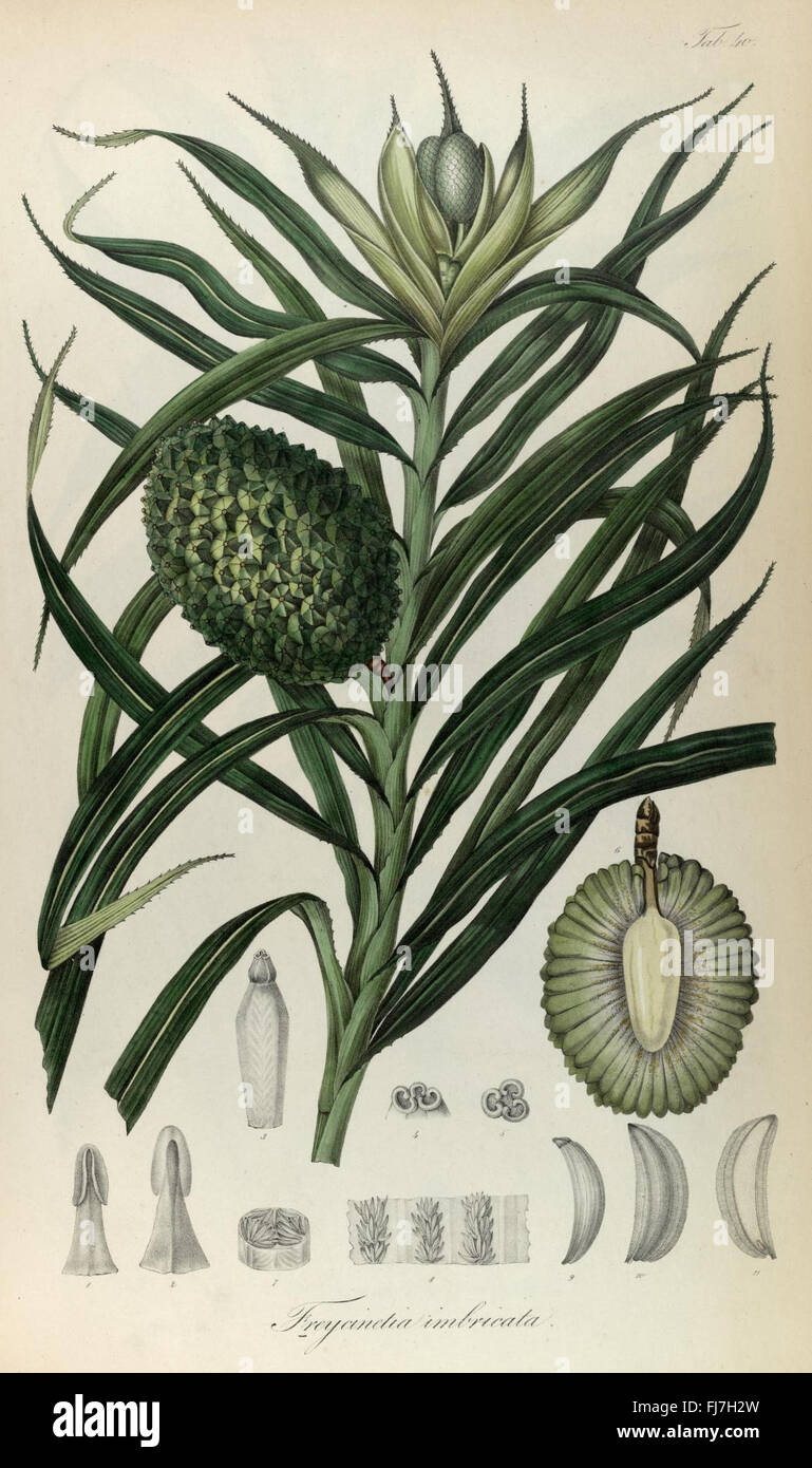 A botanical work from 1835 focusing on the plants of Southeast Asia ...