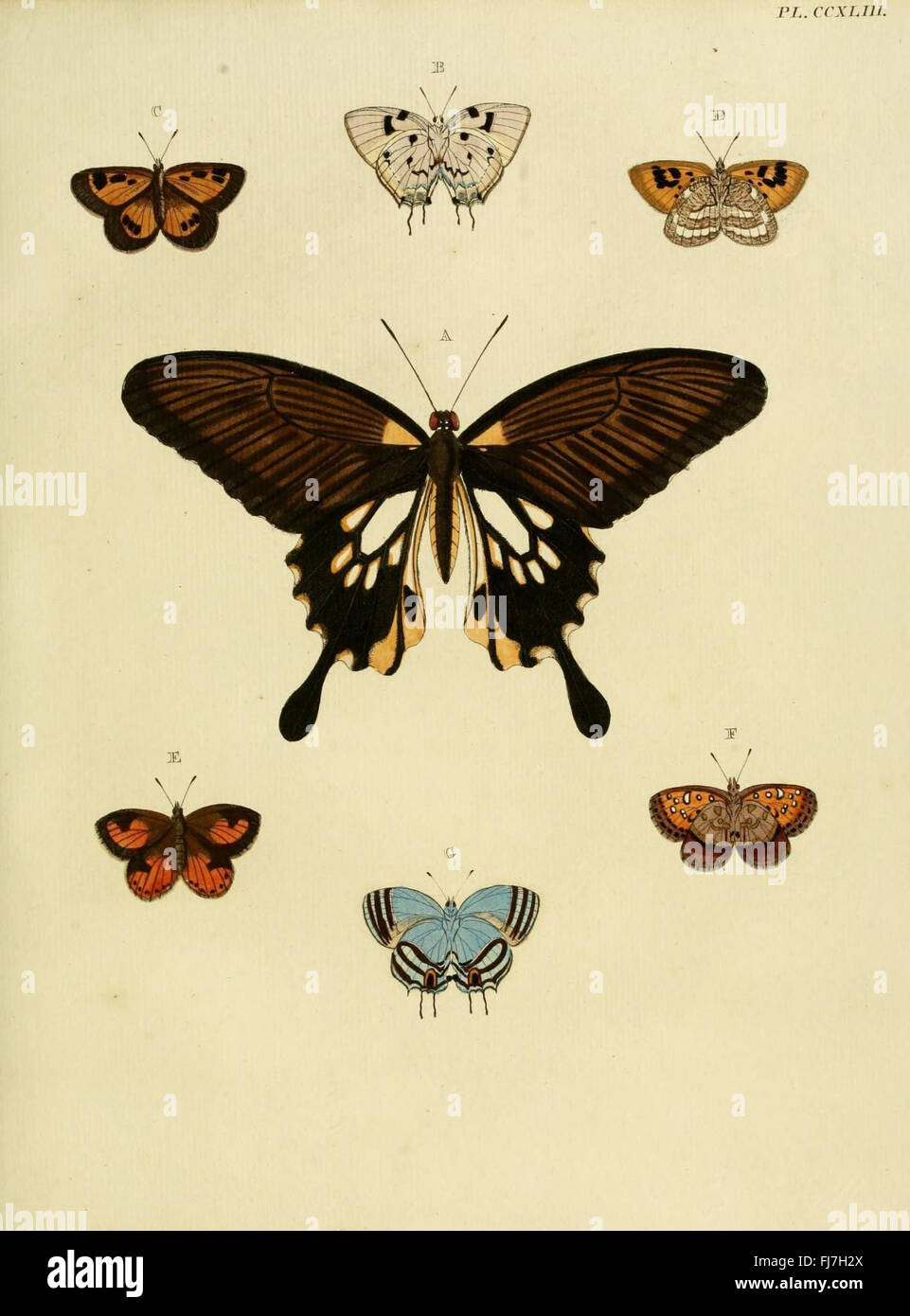 A catalog and collection of foreign butterflies, focusing on ...