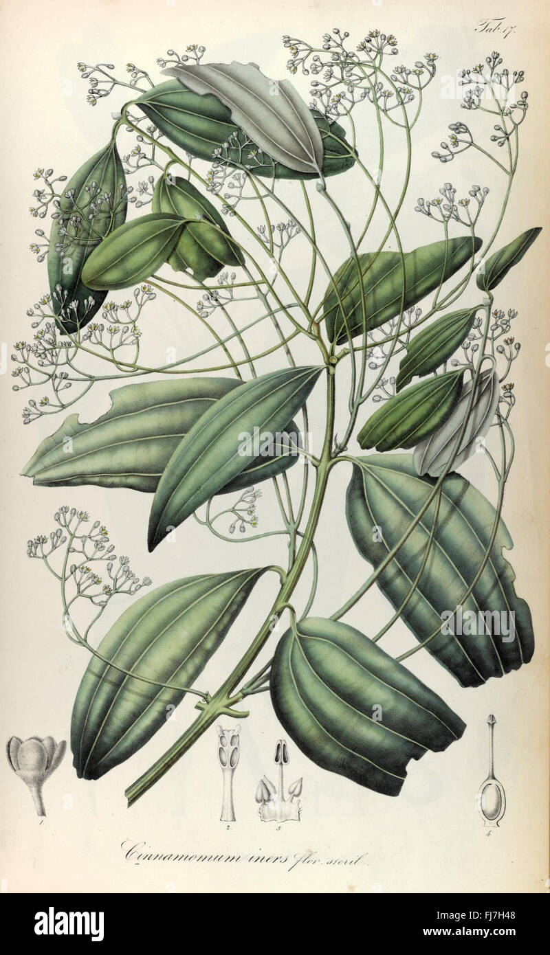 Botanical Studies on Plants of the East Indies, 1835, Lithographs and ...