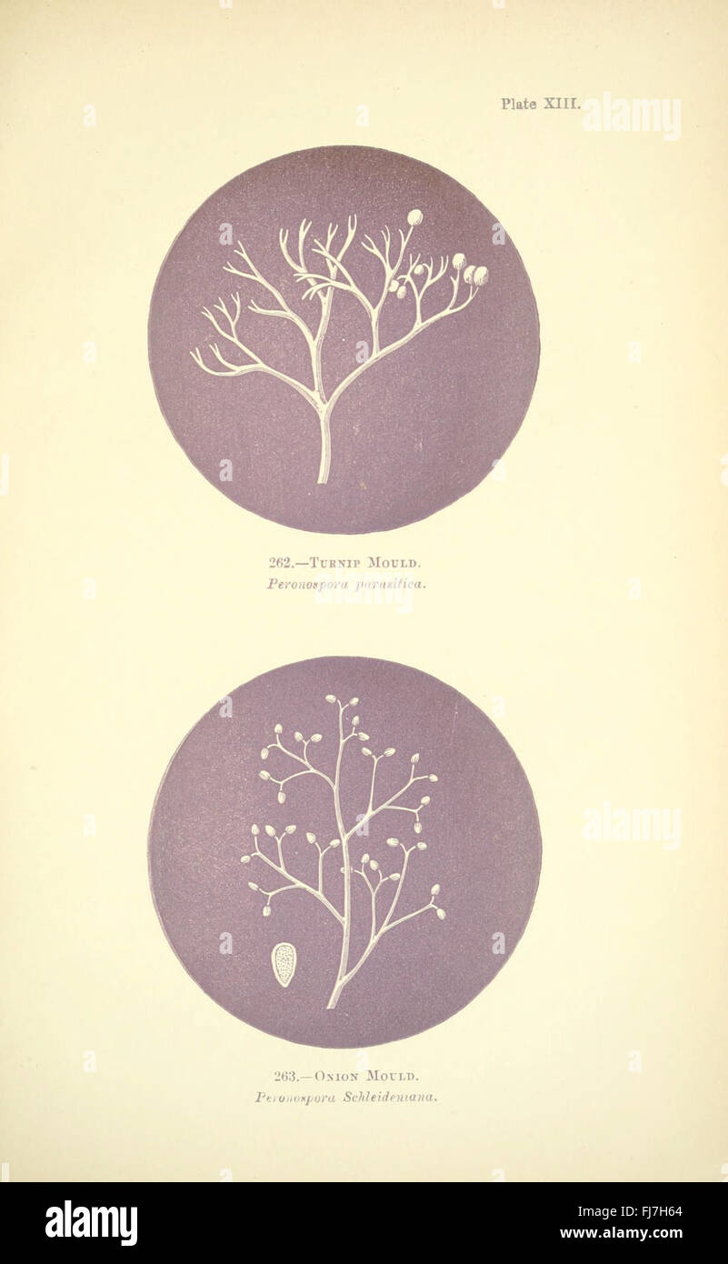 Phytopathogenic fungi hi-res stock photography and images - Alamy