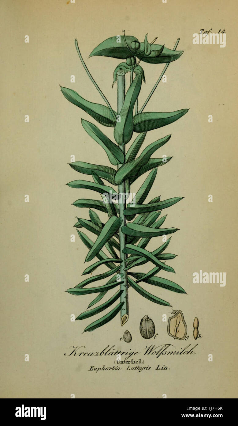 An illustrated botanical work focusing on poisonous plants in Germany ...