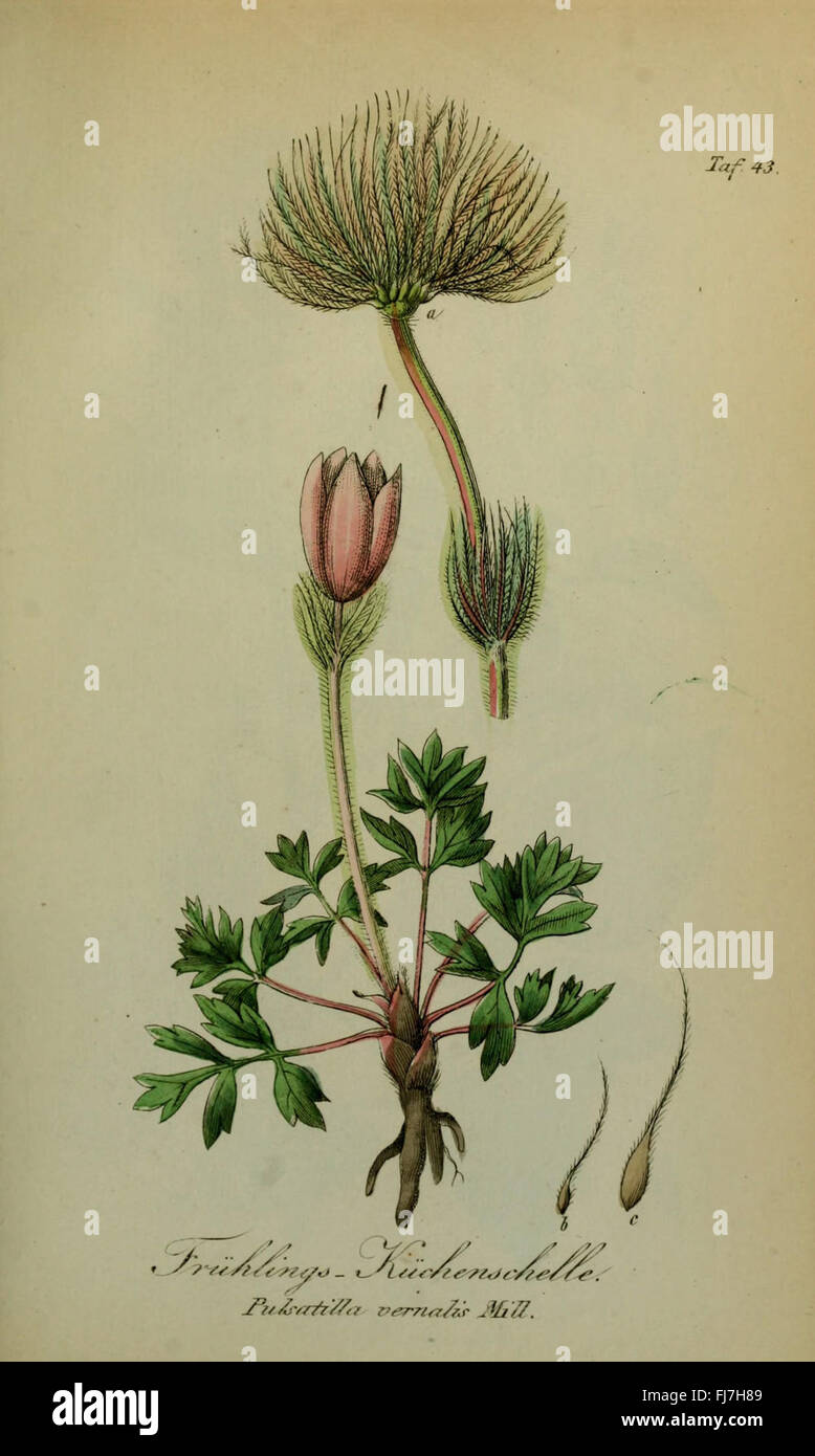 Poisonous plant identification hi-res stock photography and images - Alamy