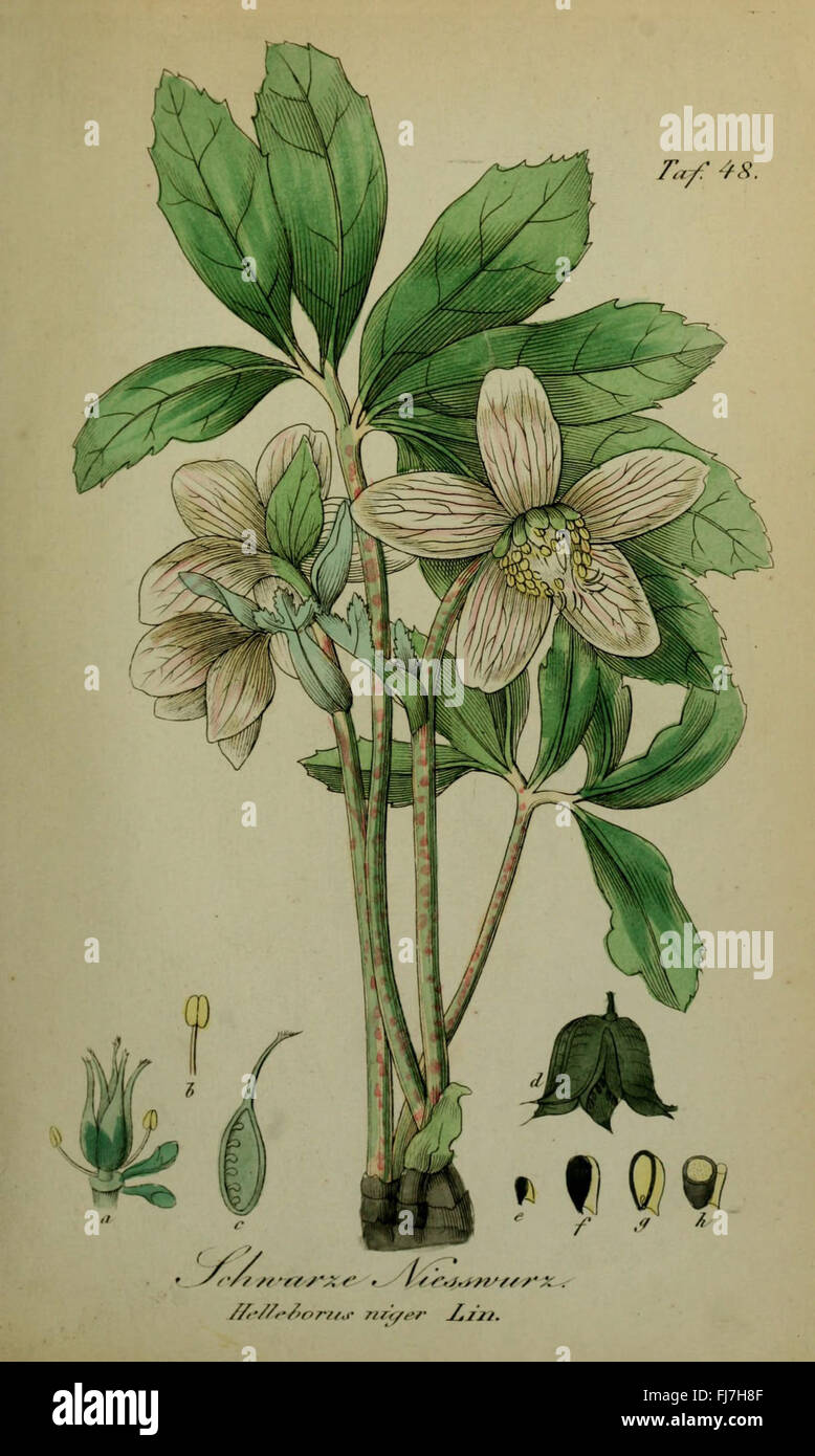 An illustrated guide to the poisonous plants of Germany, focusing on ...