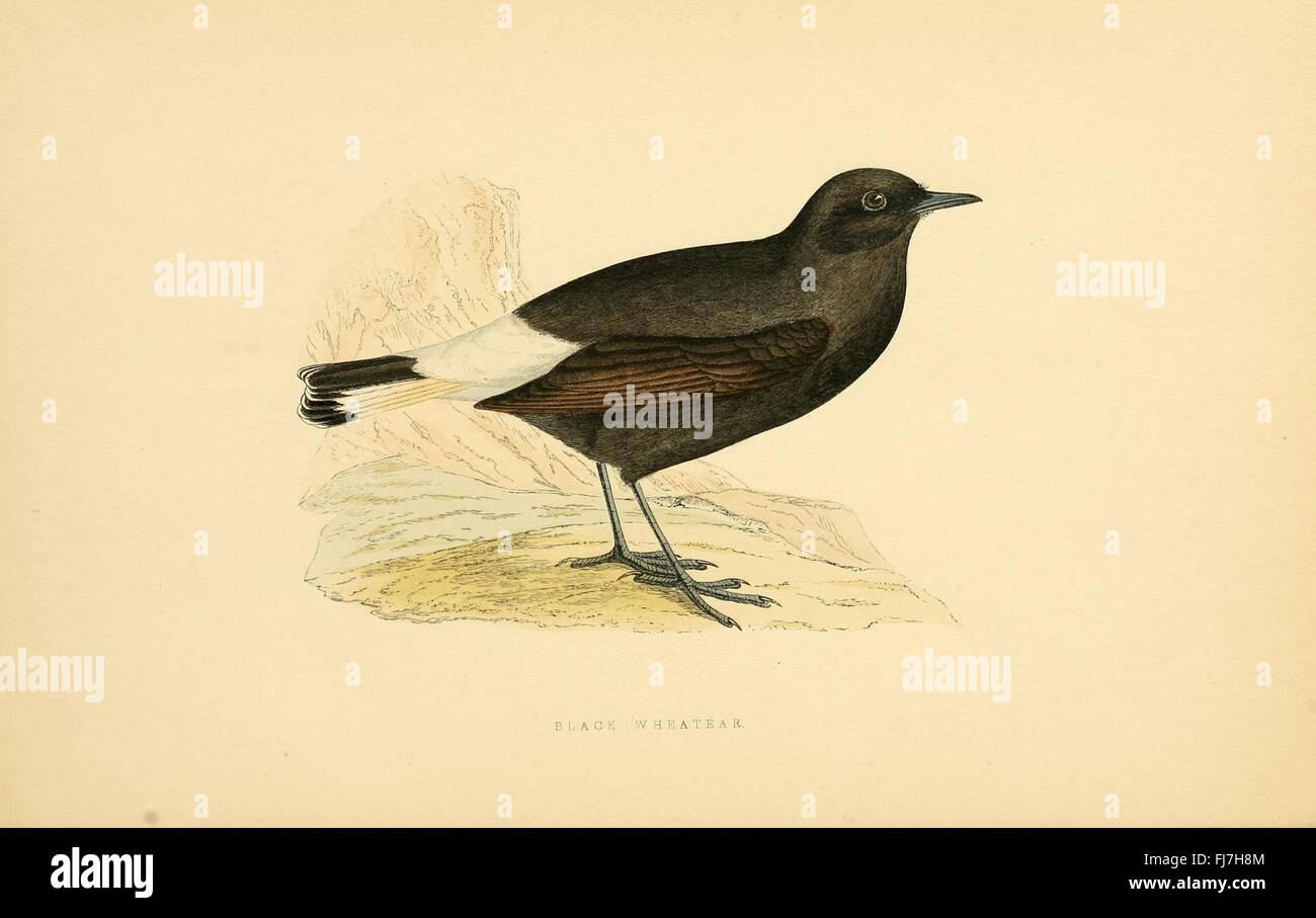An in-depth historical exploration of bird species native to Europe ...