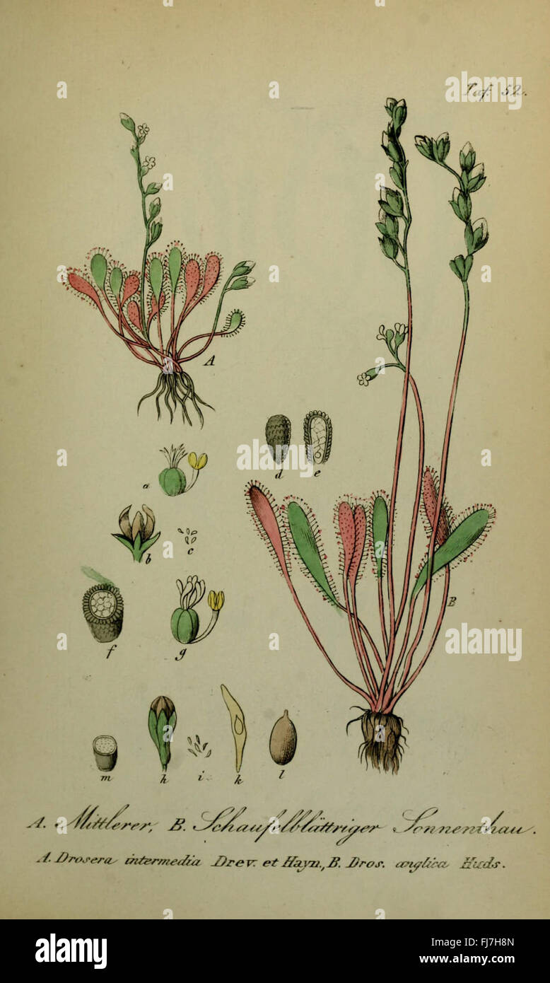 All Poisonous Plants of Germany (Plate 52), an illustrated reference on ...
