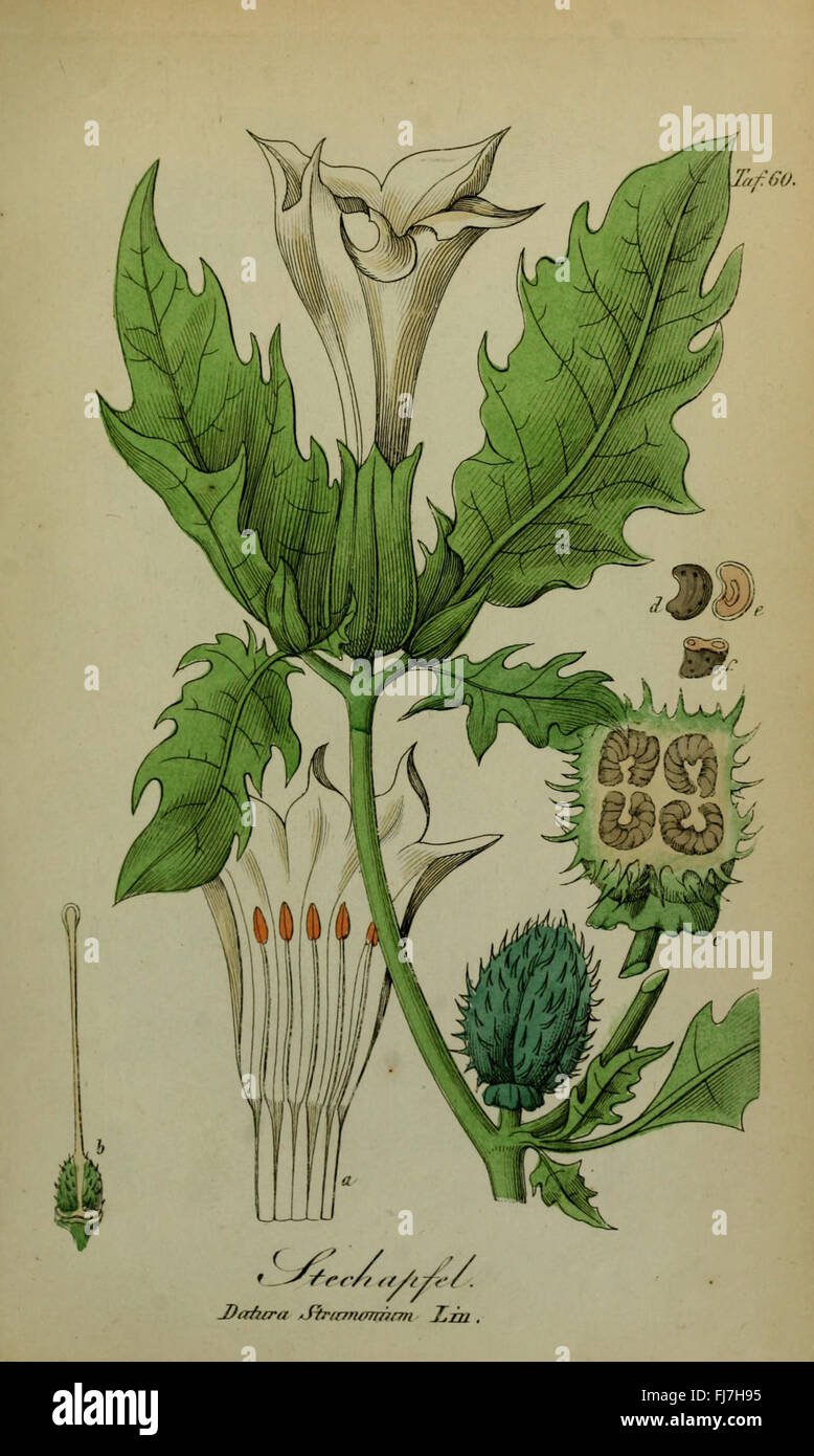 An illustration depicting poisonous plants found in Germany, focusing ...