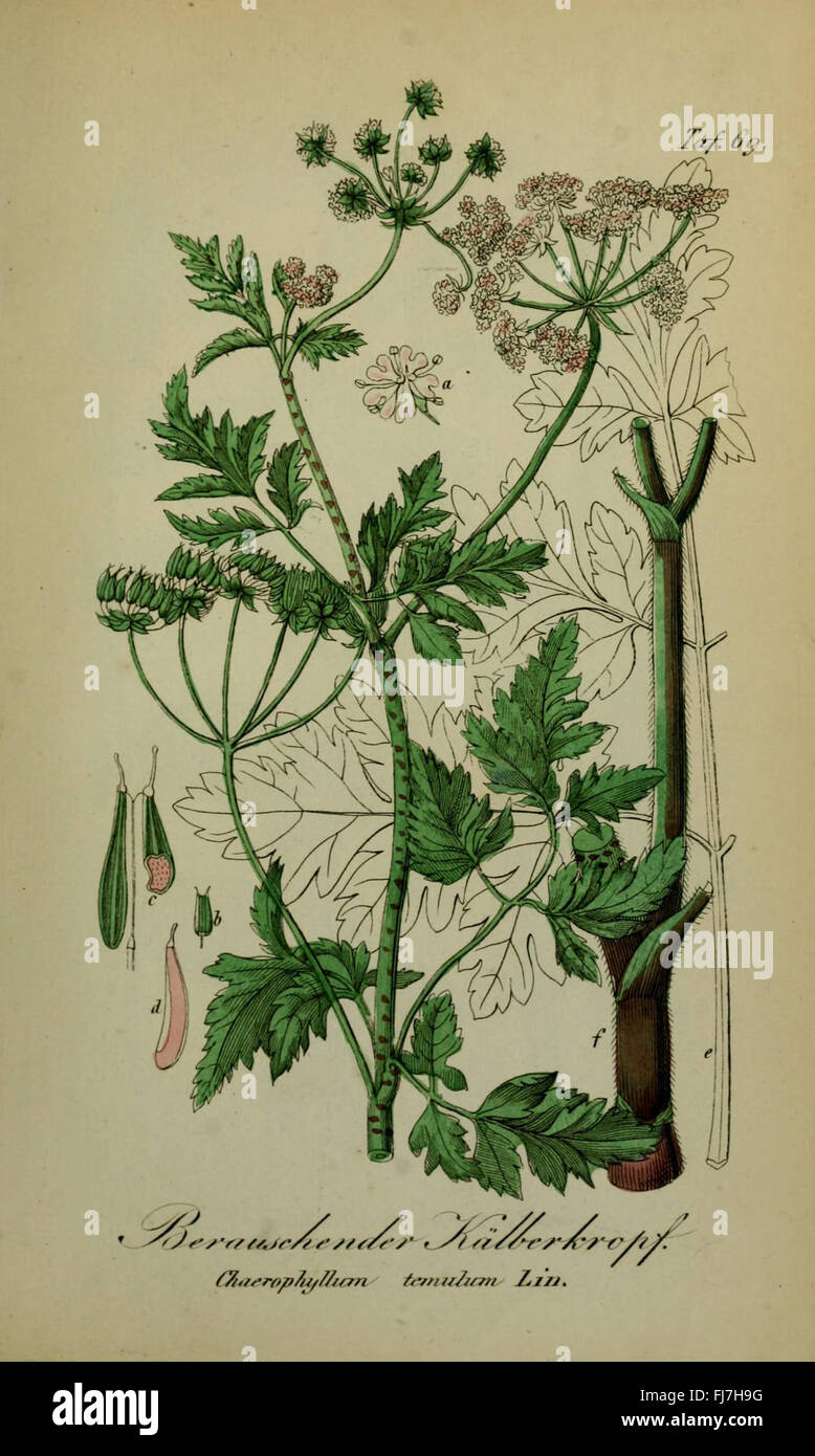 An illustration of poisonous plants found in Germany, highlighting ...