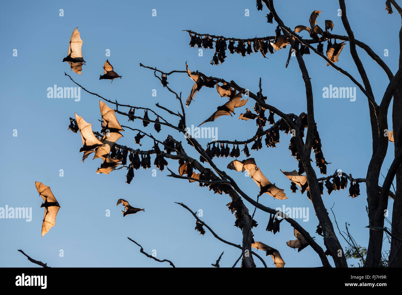 Little Red Flying-fox (Pteropus scapulatus) foxes roosting on inland ...