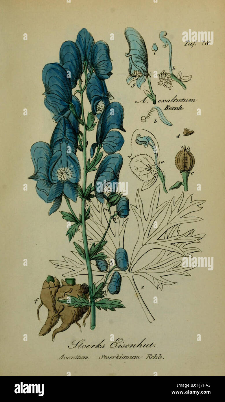 An illustrated work on the poisonous plants of Germany, showcasing ...