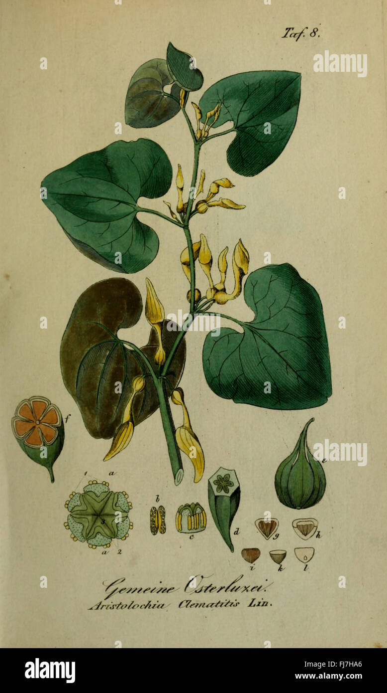 SC3A4mmtliche Giftgewächse Deutschlands (Taf. 8): A German study of ...