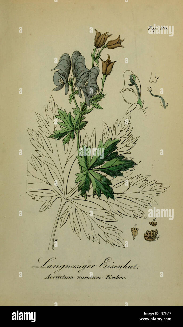 A detailed illustration of poisonous plants found in Germany, with ...