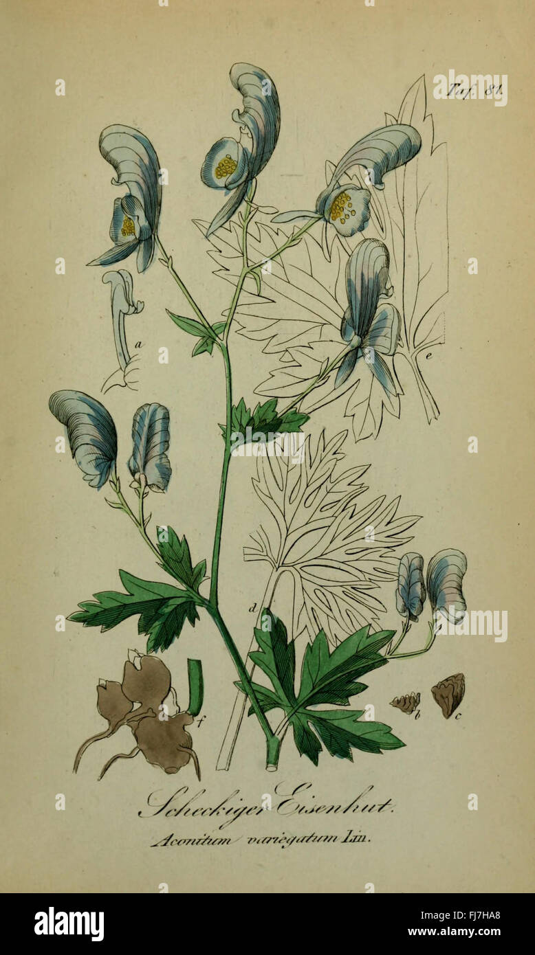 A study of poisonous plants in Germany, illustrating the toxic ...