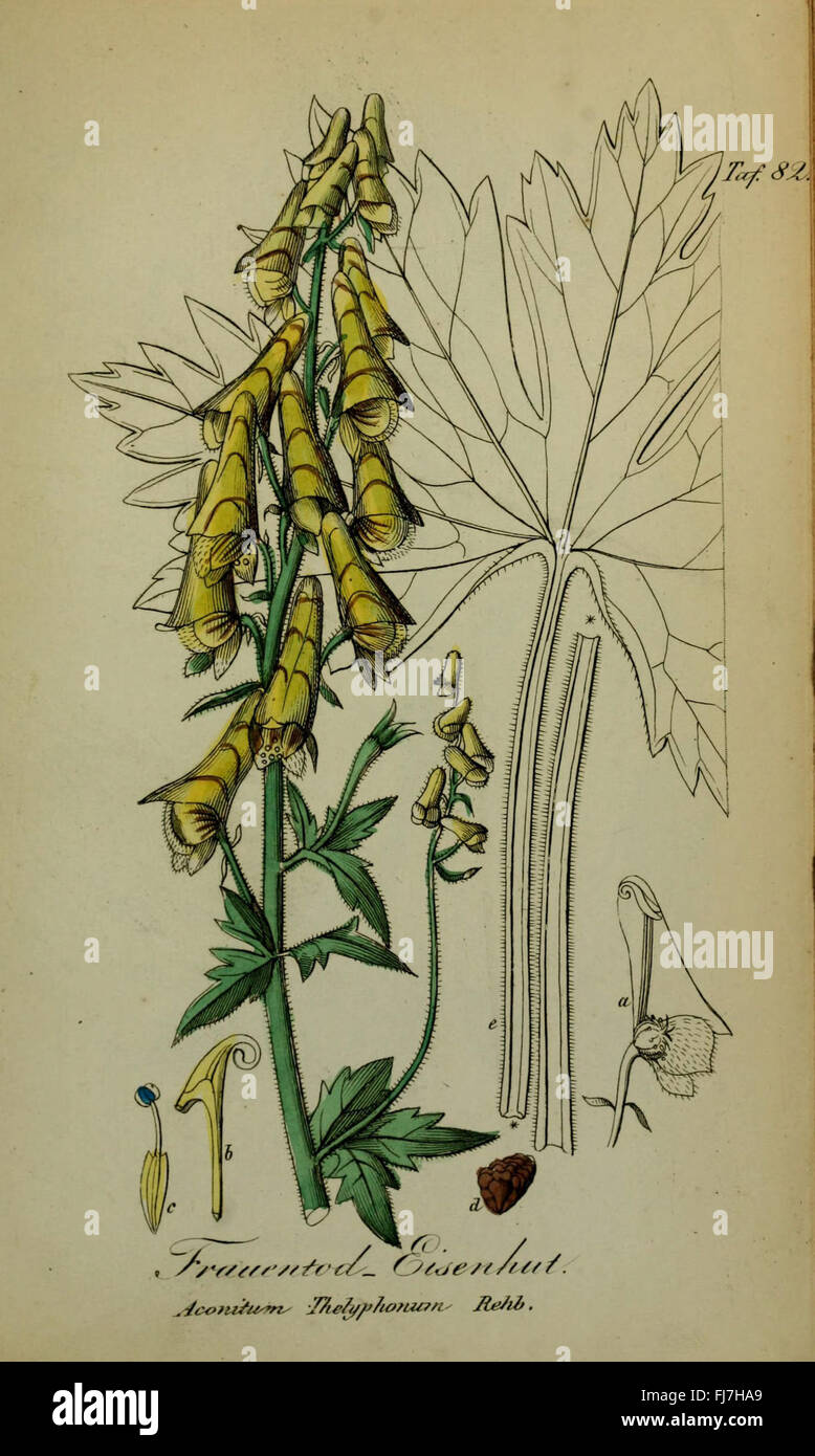 An illustration of poisonous plants native to Germany, emphasizing ...