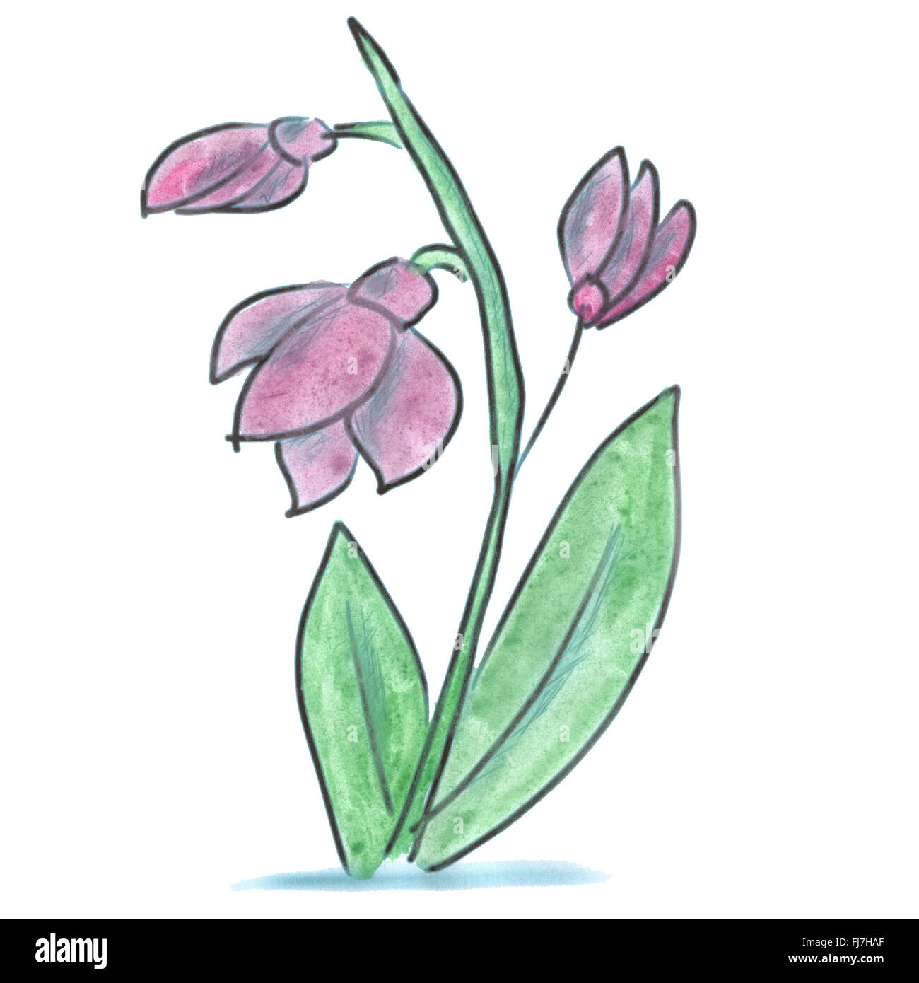 purple flower cartoon watercolor isolated Stock Photo - Alamy