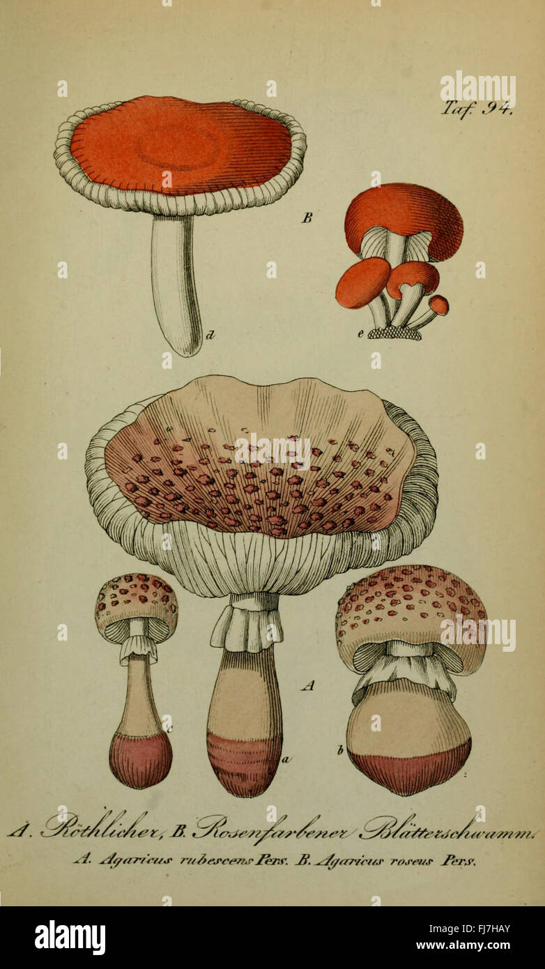 A detailed illustrated work on poisonous plants found in Germany ...