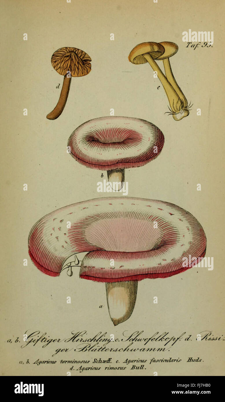 A work documenting poisonous plants in Germany, featuring detailed ...