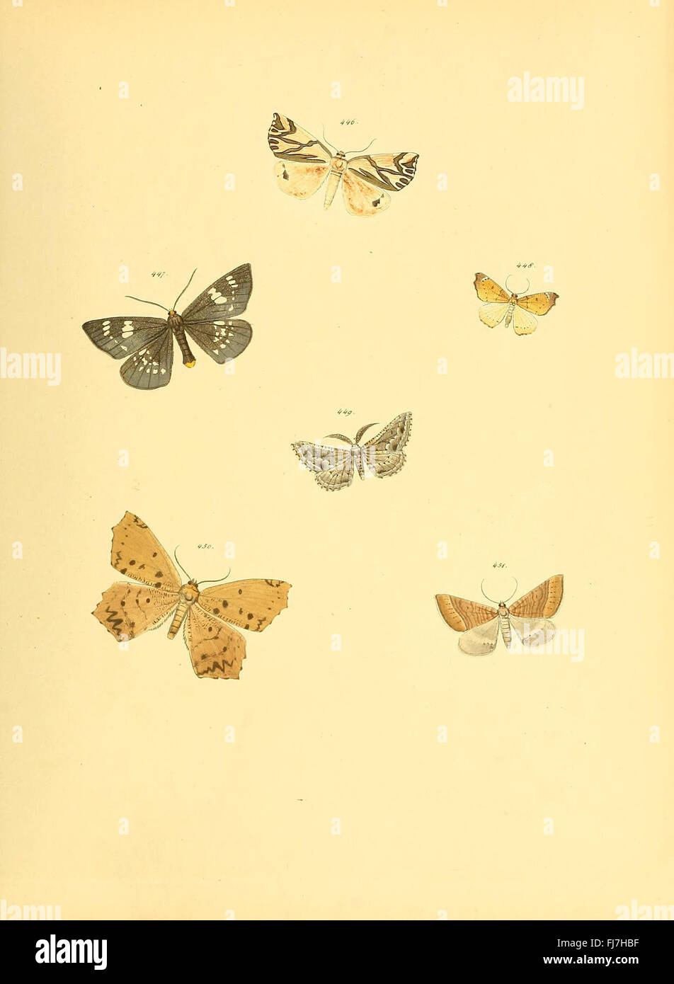 An illustrated catalog of new and lesser-known non-European butterflies ...