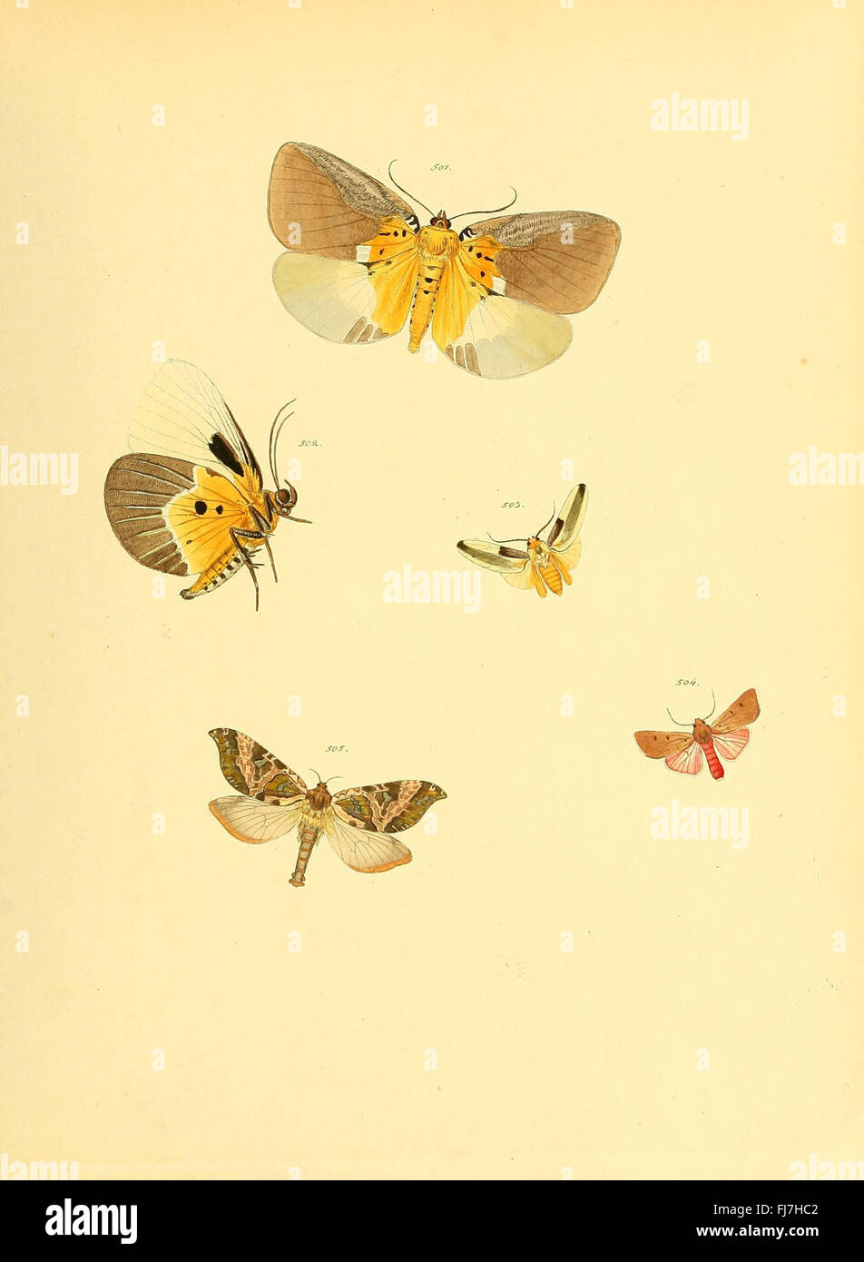 Ernst mayr library hi-res stock photography and images - Alamy