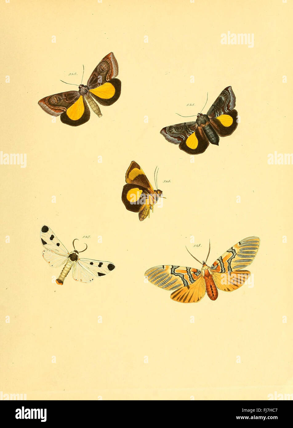 An illustrated catalog of new or lesser-known butterflies from outside ...