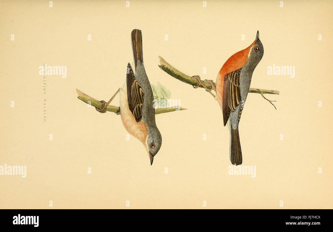 An illustration from 'A History of the Birds of Europe,' depicting ...