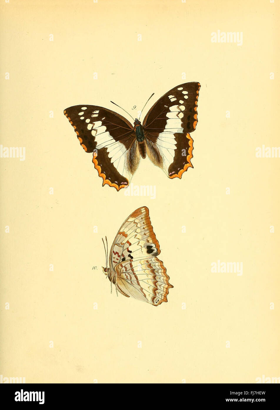 University ernst lepidoptera mayr library pictorial hi-res stock ...