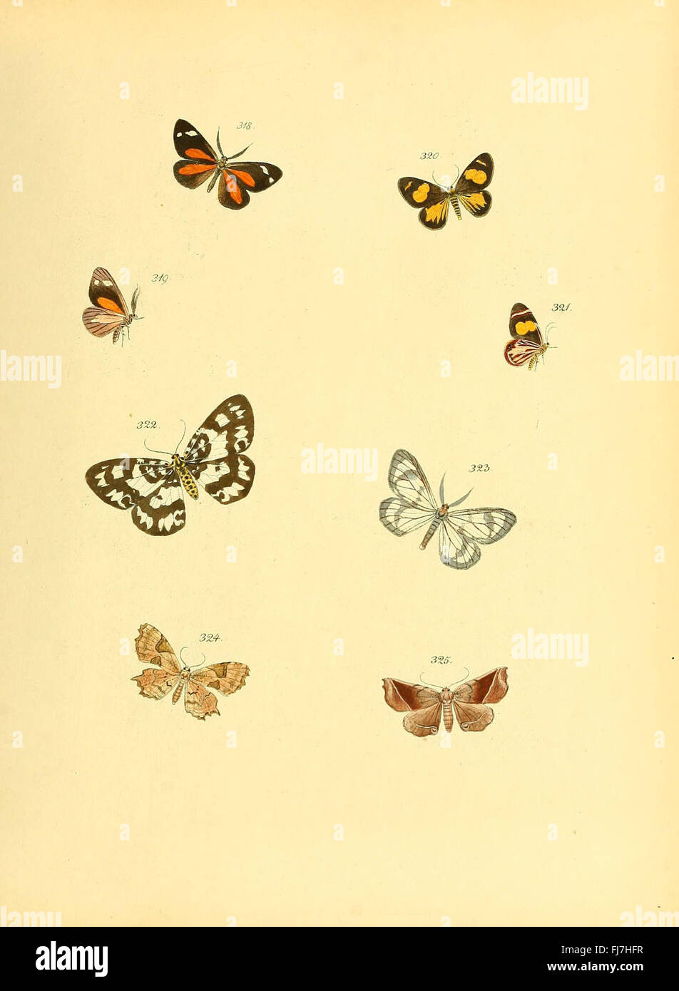 Ernst Mayr Library Harvard University Lepidoptera MCZ Pictorial works ...