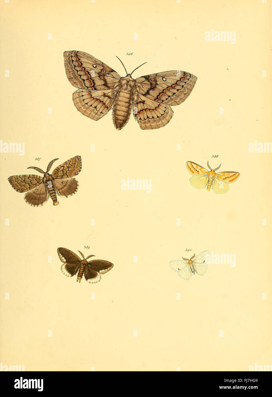 A collection of new and little-known butterflies from outside Europe ...