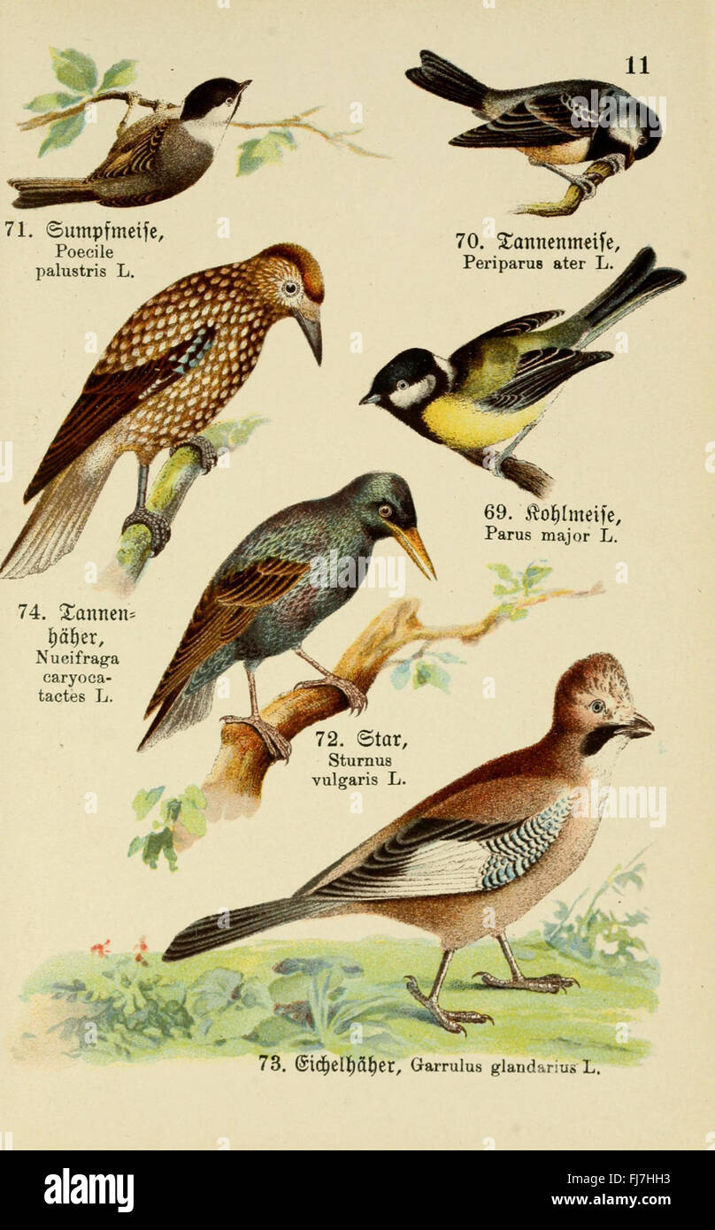 A small atlas illustrating native birds of Germany, focusing on their ...