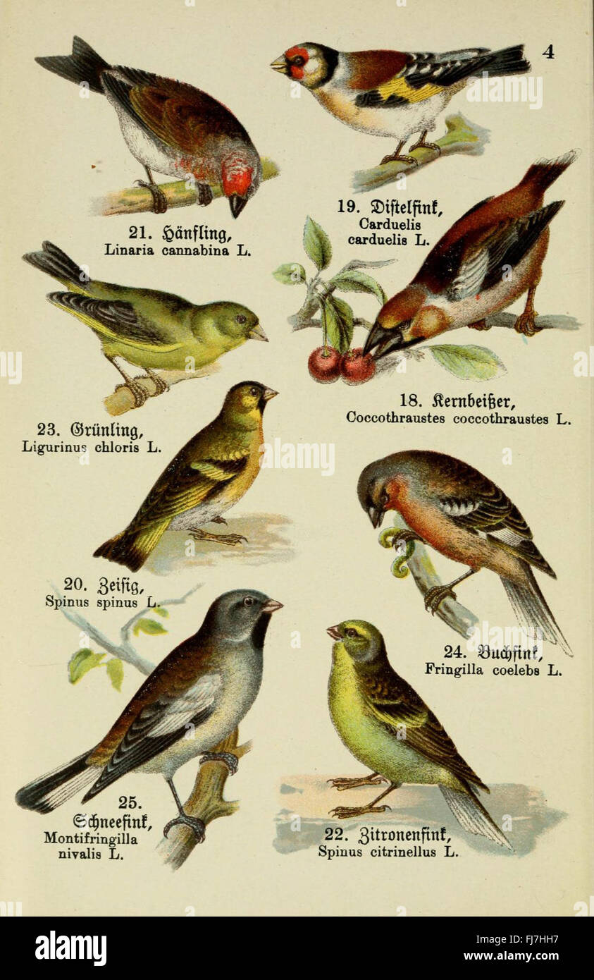 A small atlas of native birds, showcasing various bird species ...