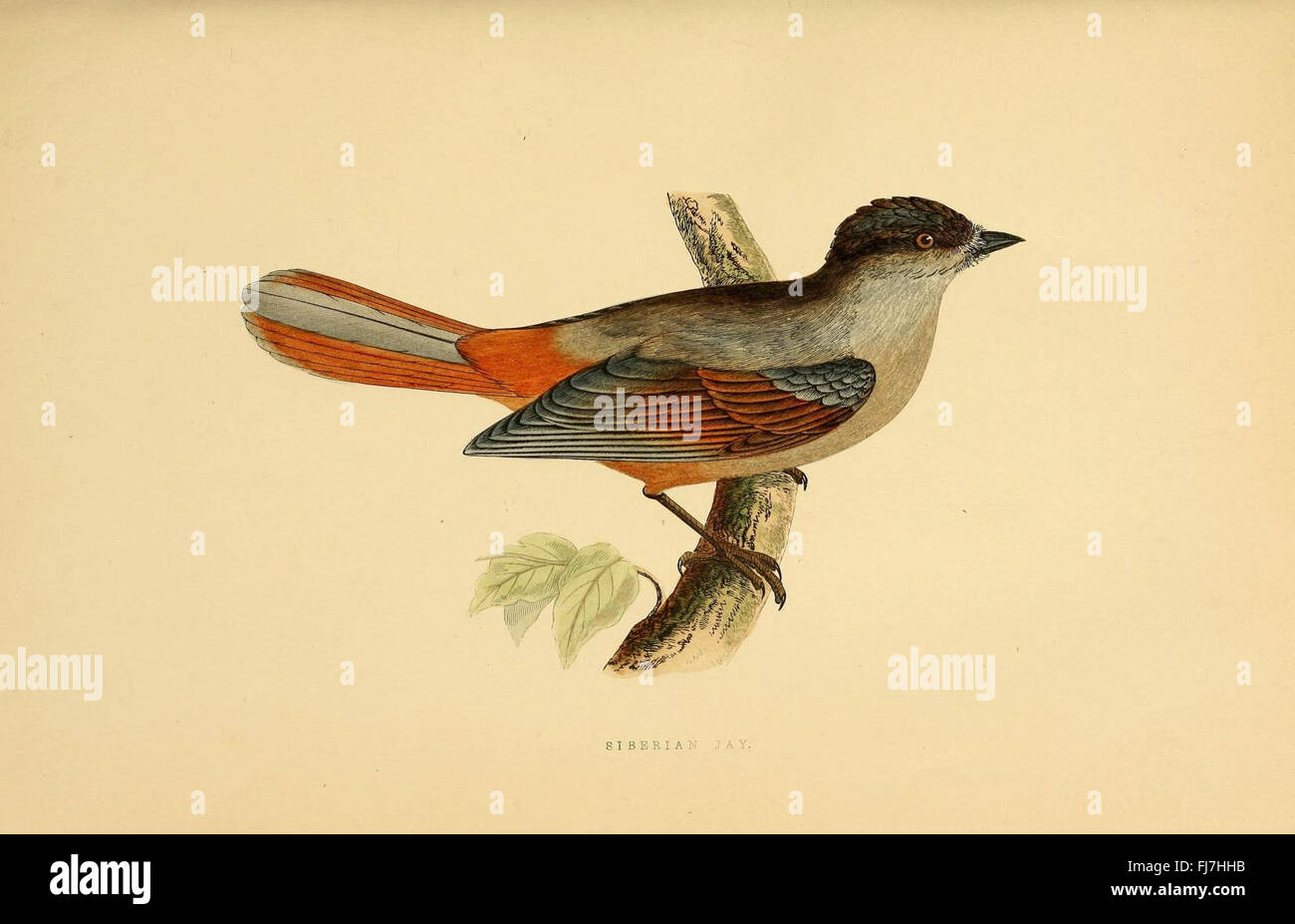 A History of the Birds of Europe, featuring detailed illustrations of ...
