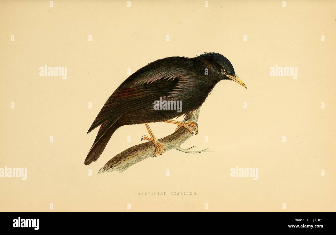 Birds, Europe, ornithology, bird species, bird identification, avian ...